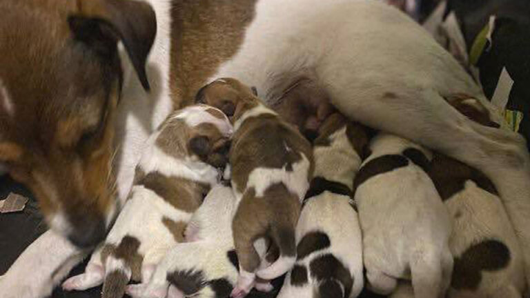 Oslo Dog Show - Oslo Dog Show