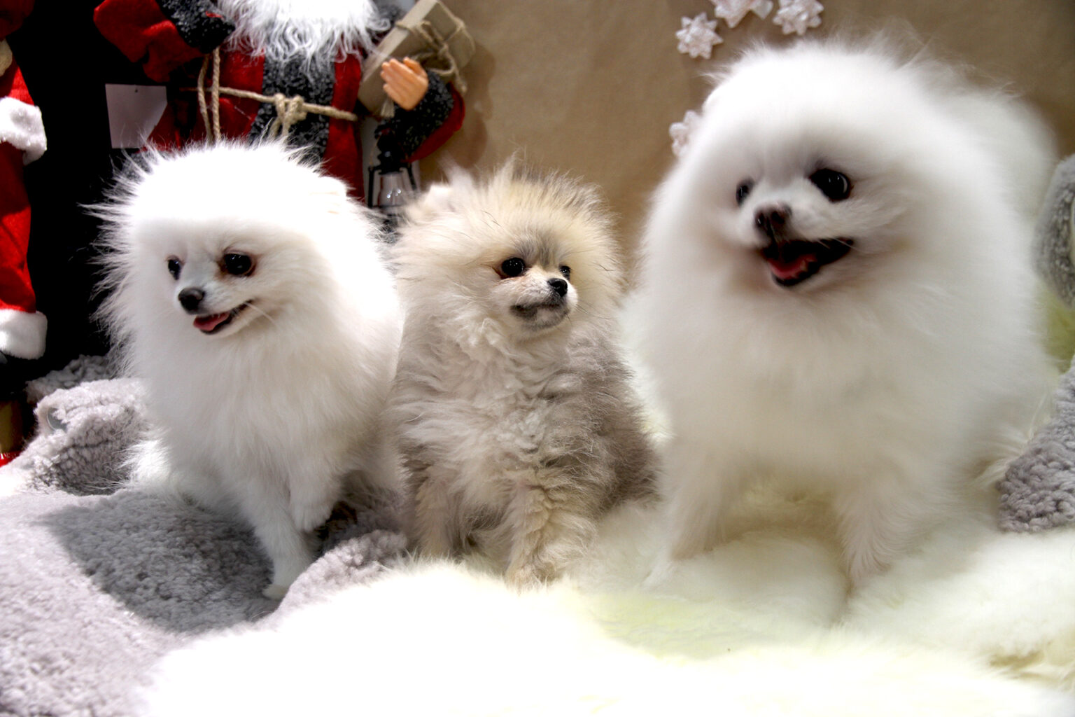 Ta turen til Oslo Dog Show i høst! - Oslo Dog Show