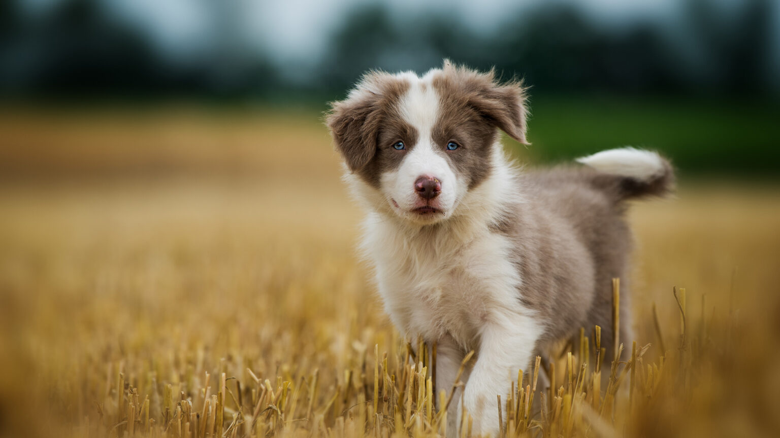 Oslo Dog Show - Oslo Dog Show