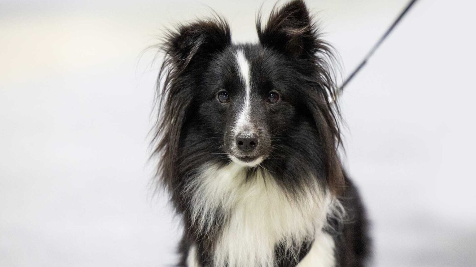 Oslo Dog Show - Oslo Dog Show