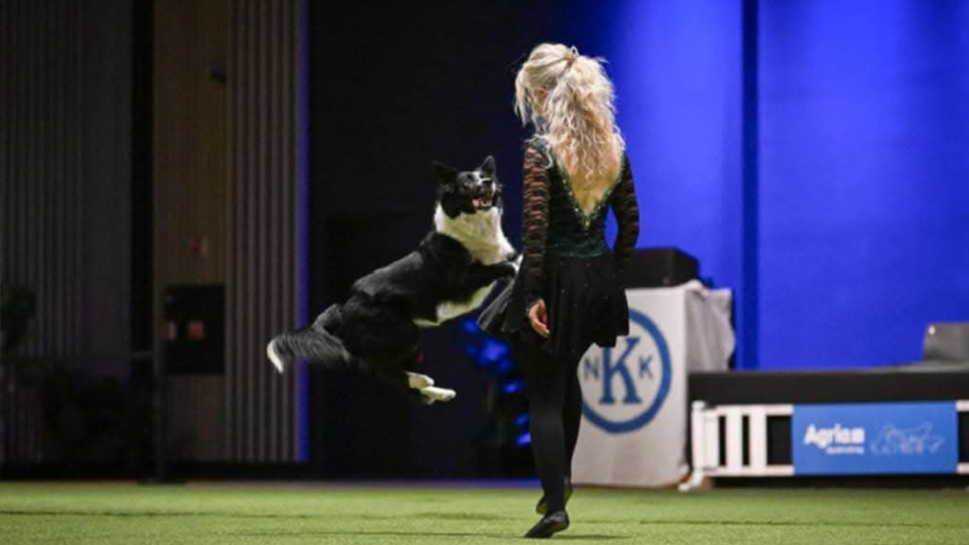 Velkommen til Oslo Dog Show - Oslo Dog Show