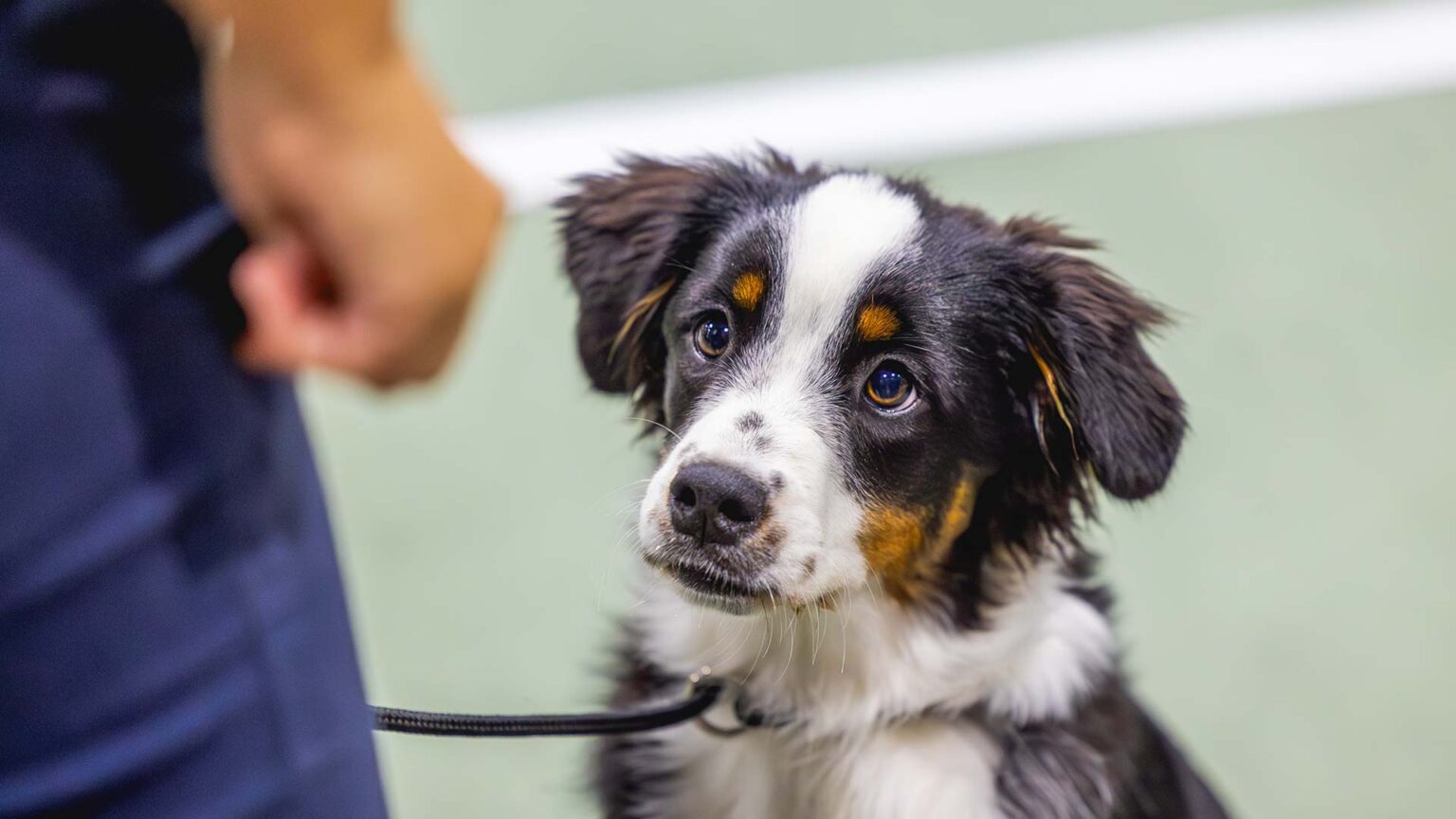 Velkommen til Oslo Dog Show - Oslo Dog Show